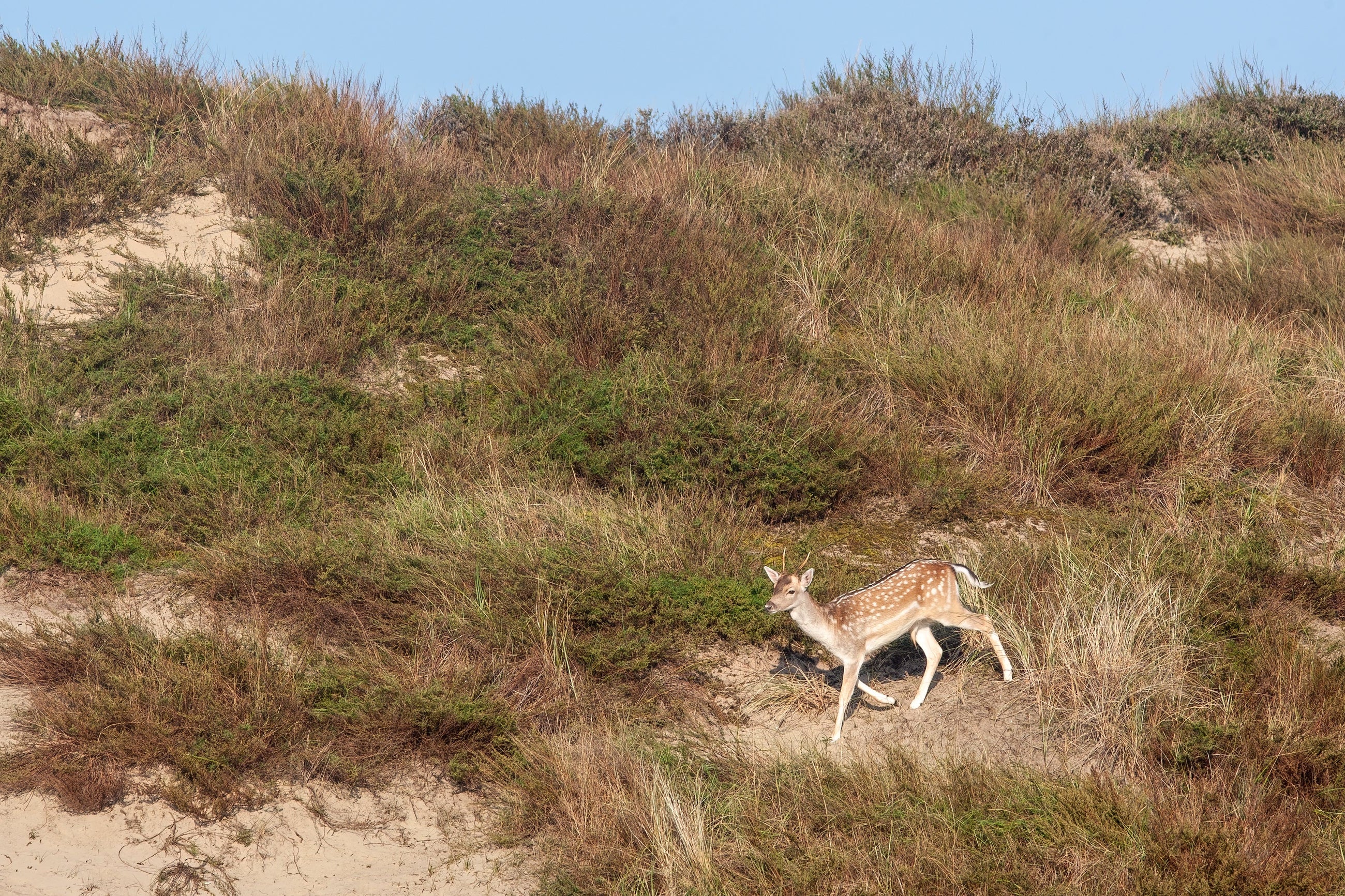 Vogelboeken, Verrekijkers. Alles voor de vogelaar. – De vogelaar